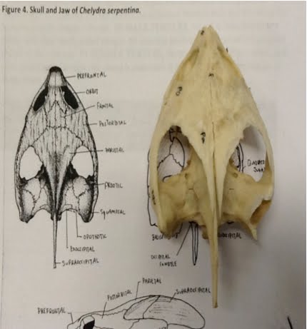 Biology of the Reptilia: Laboratory #2: Testudines - Chris K & Cait F
