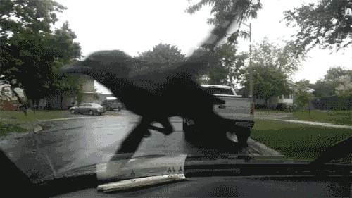 Visual Consumer: Hitch hiker