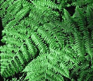 Las Traqueofitas ~ Aprendiendo de la Biodiversidad