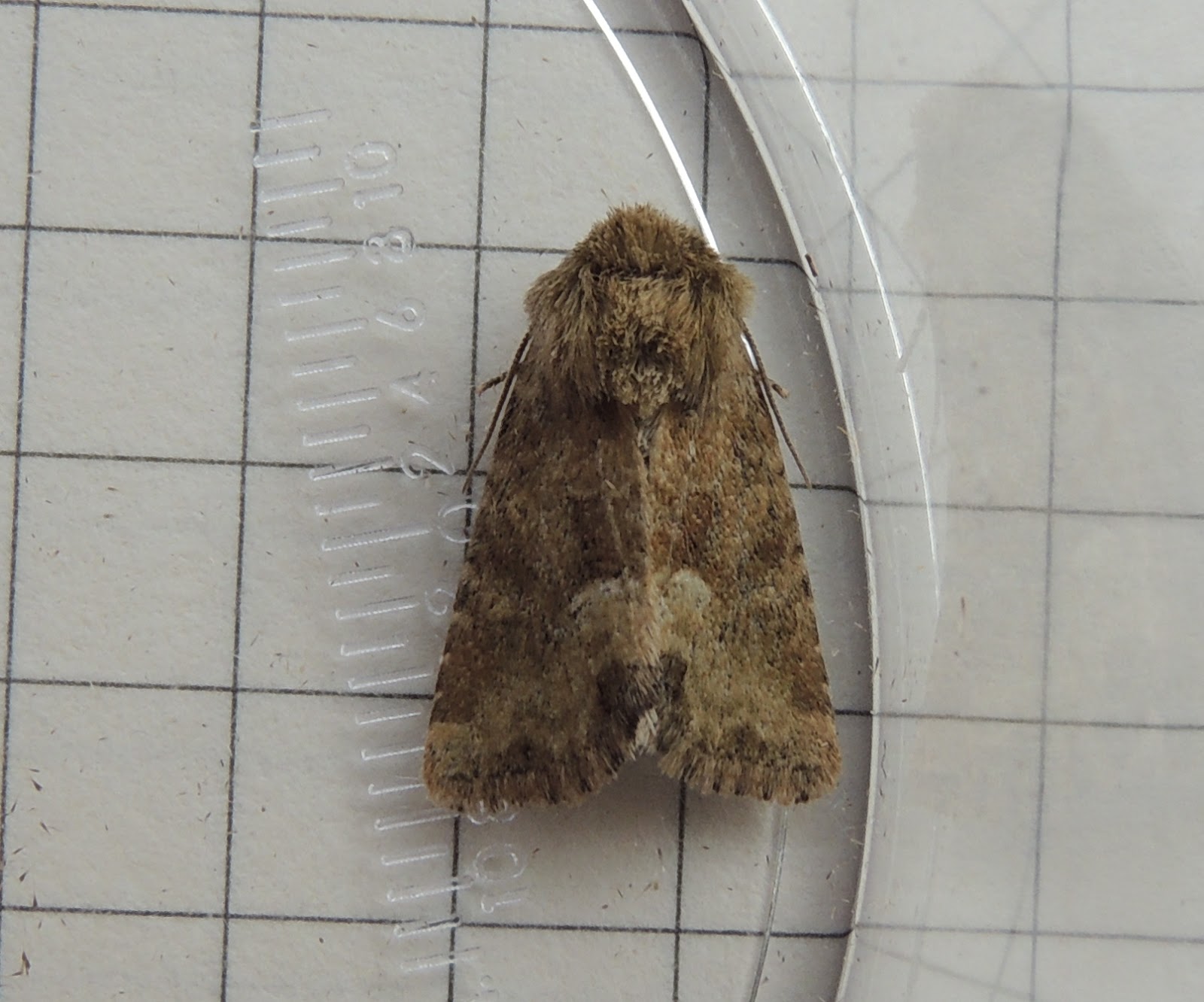 Gary's Birding Blog: Moths and More Moths