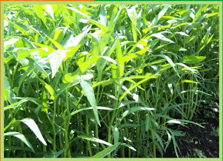 MANFAAT Kopi CLEN -SANTREGO - Kopi CLENG Original - Gudang Kopi CLENG ...