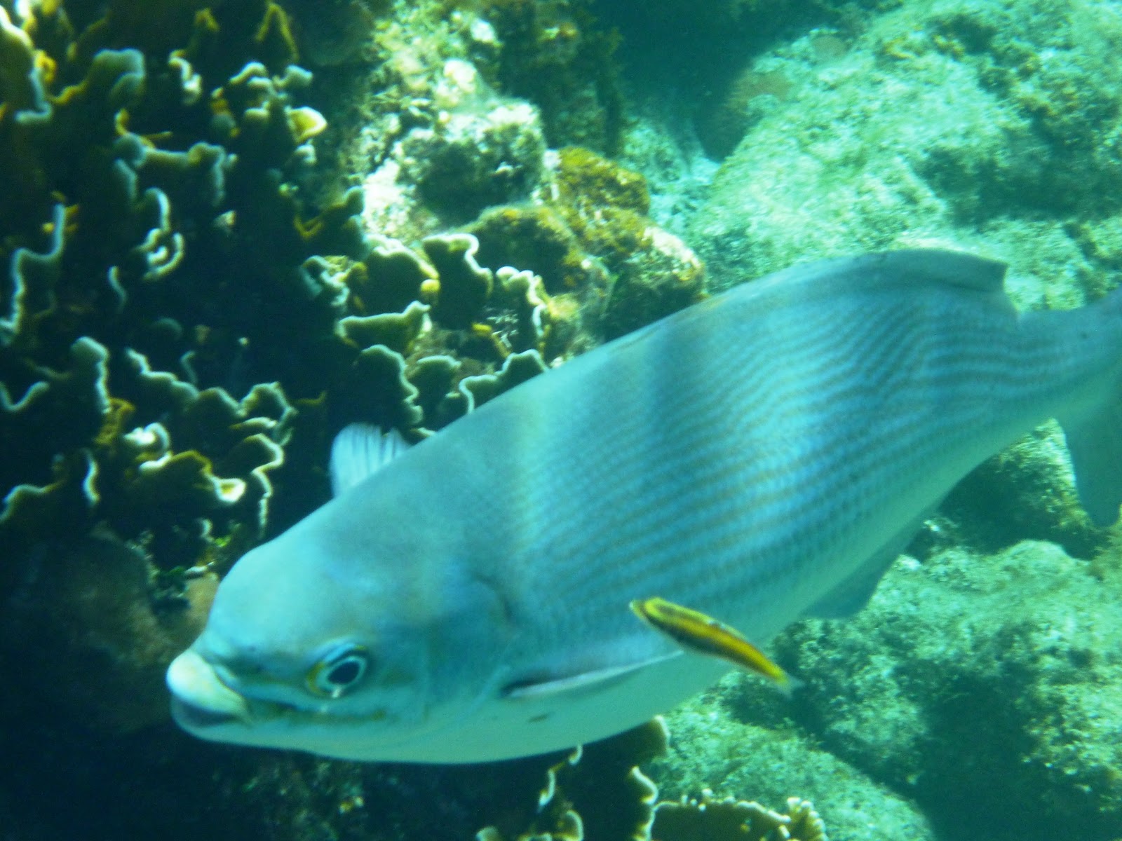 Fish in Roatan : r/whatisthisfish