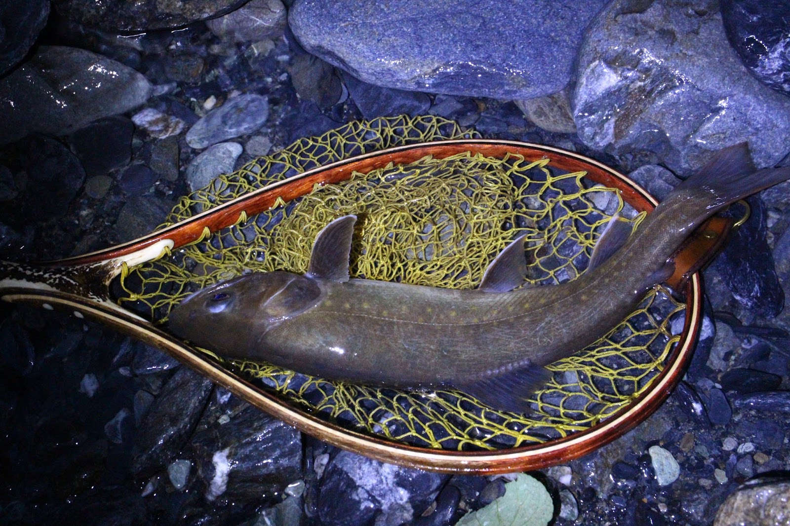 African Lance is here: Many My First Experiences at River I