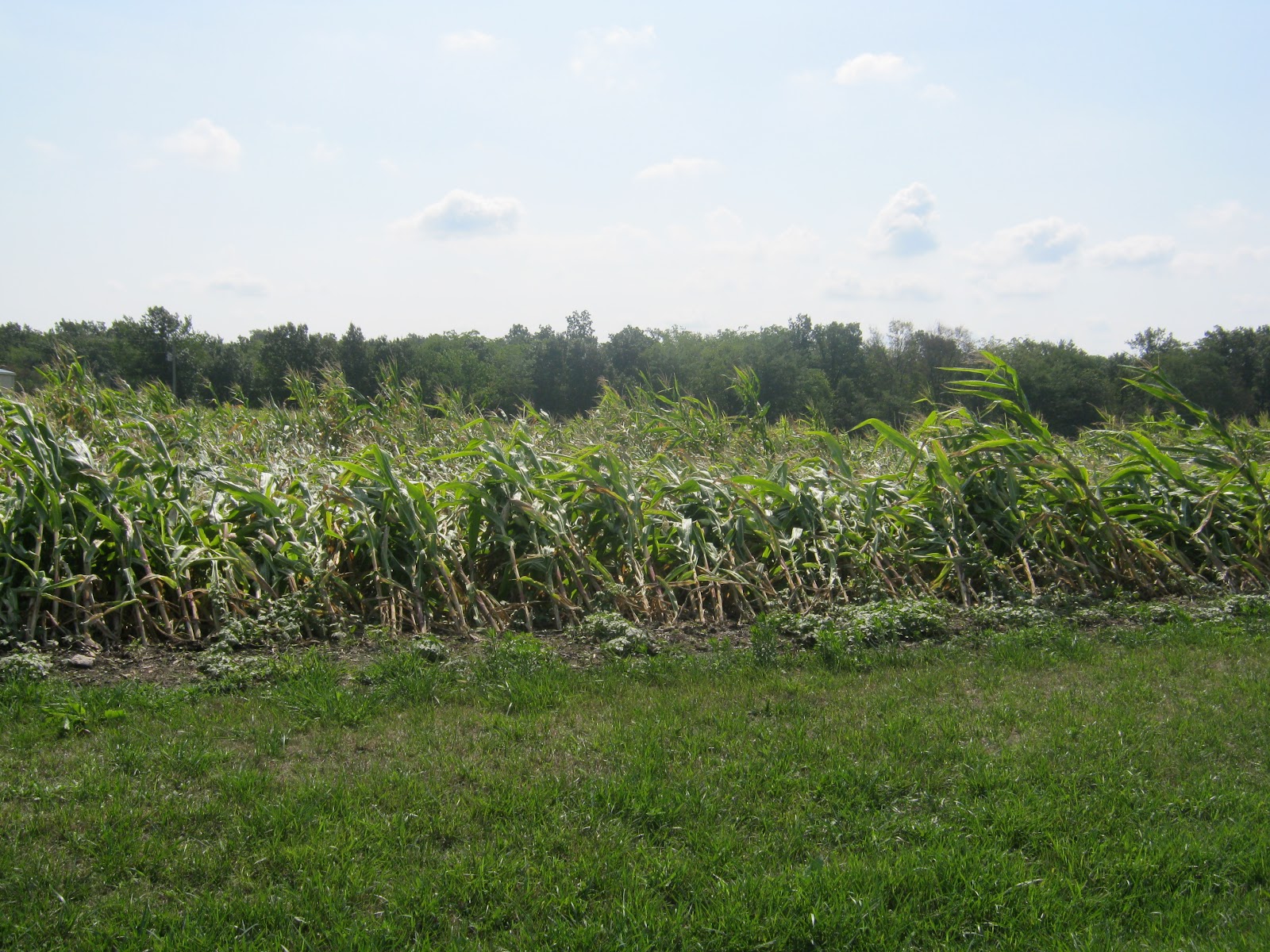 Observations in Agriculture: Wind Damage added to drought damage