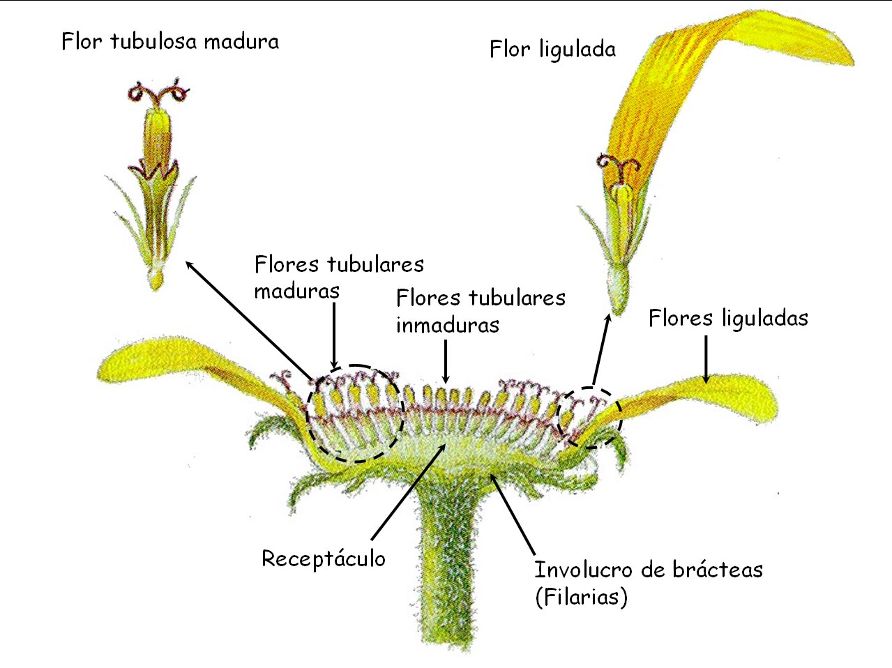 Lígula - Botánica integra