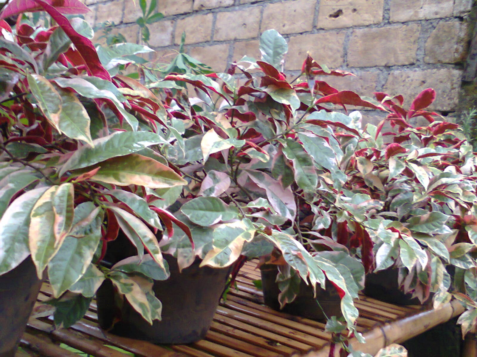 MENGENAL HAMA TANAMAN: Excoecaria bicolor /hassk