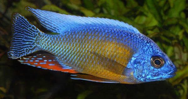 Protomelas Steveni Taiwan Reef