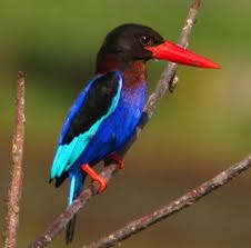 Mengenal Dan Merawat Burung Cekakak Untuk Burung Masteran ~ Dokter hewan