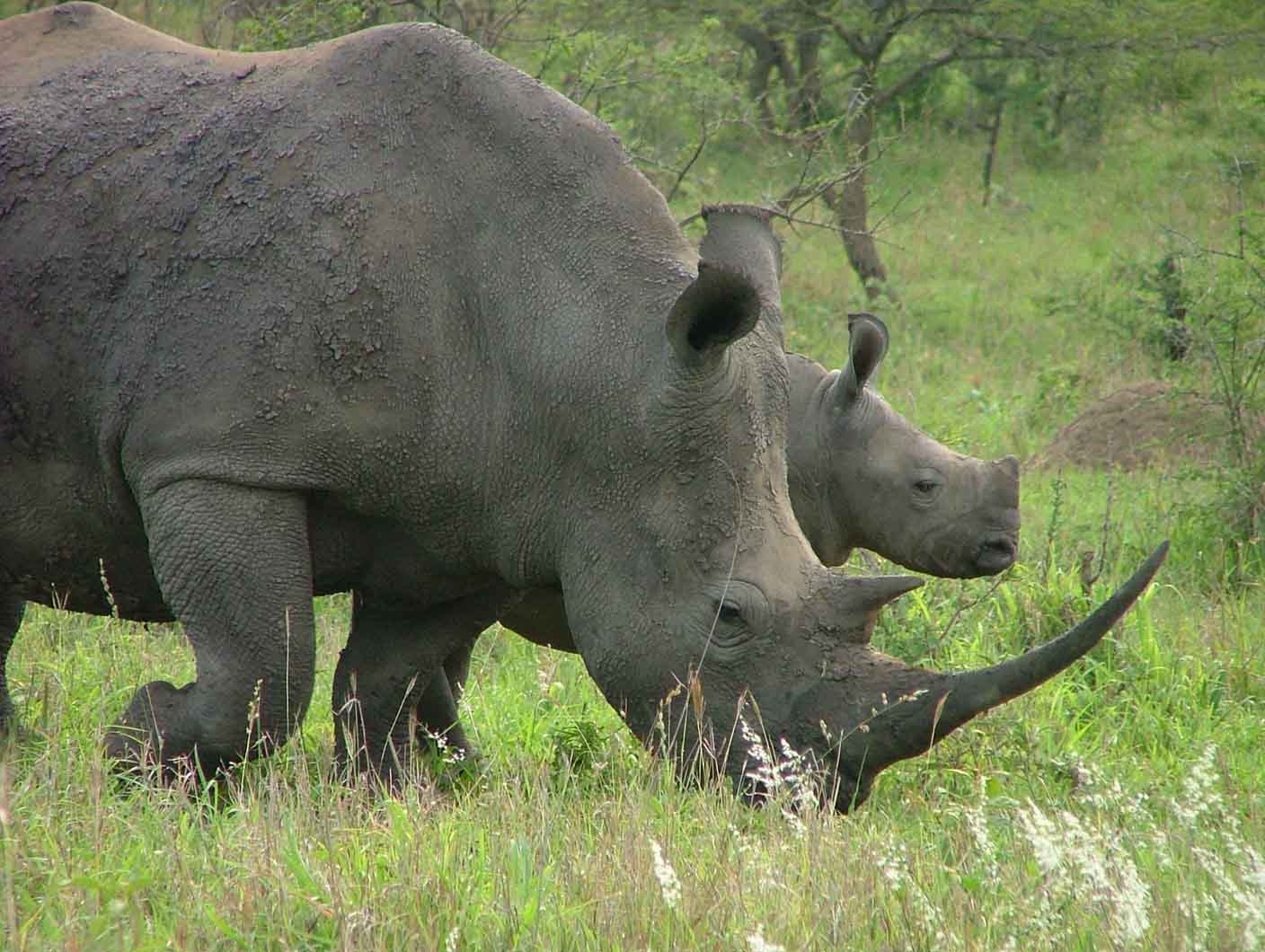 White Rhino | The Biggest Animals Kingdom