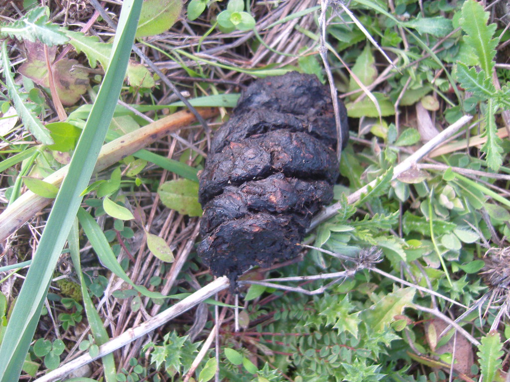 Lisi's Nature Pix: wild boar prints and scat, with dog about to eat scat!!
