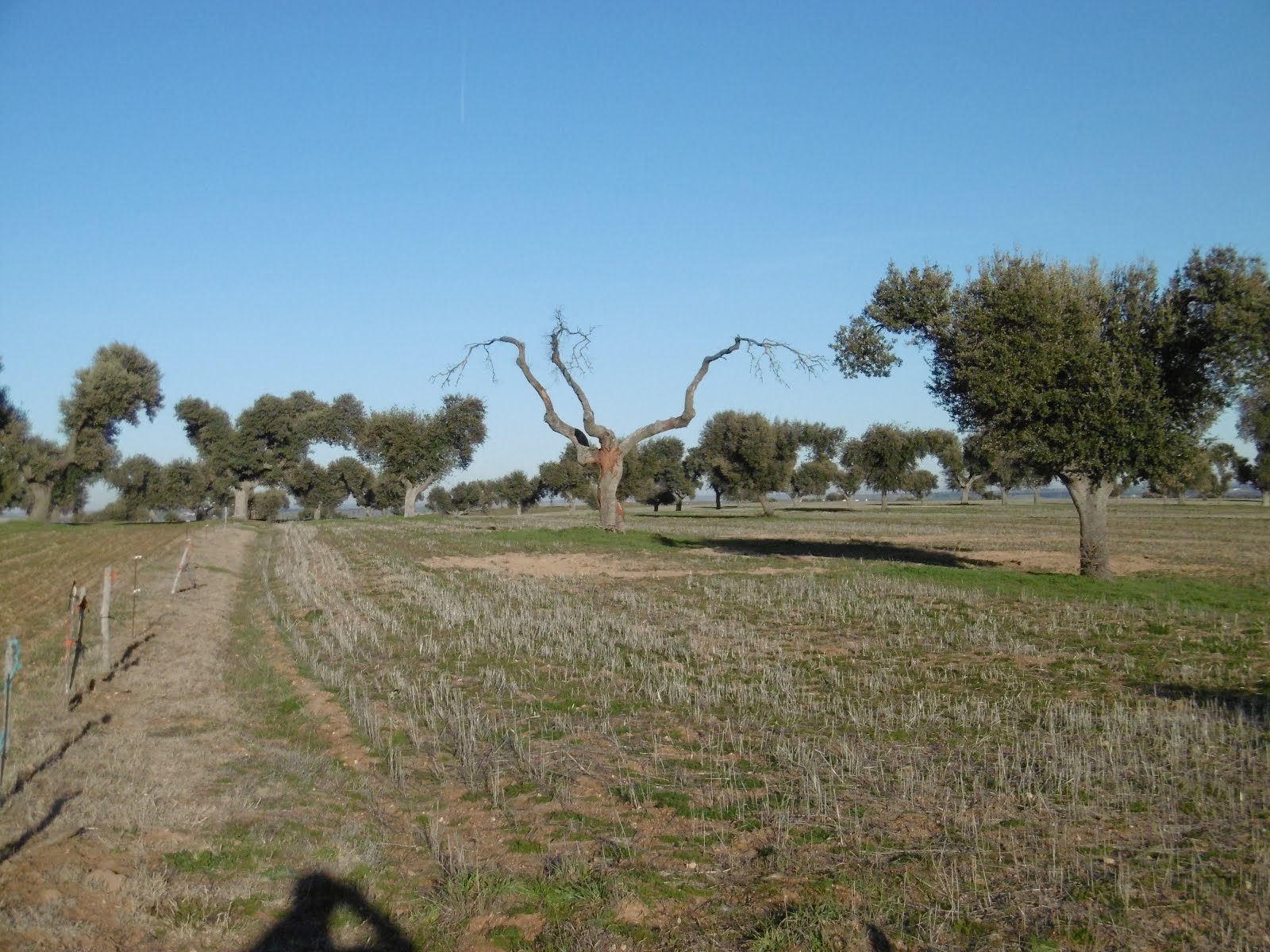 Adecona Salamanca : LA GANADERÍA Y LA AGRICULTURA INTENSIVAS HIPOTECAN ...