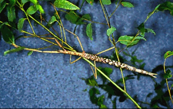 Phasmatodea - Insectduniya|Entomology - Wikipedia