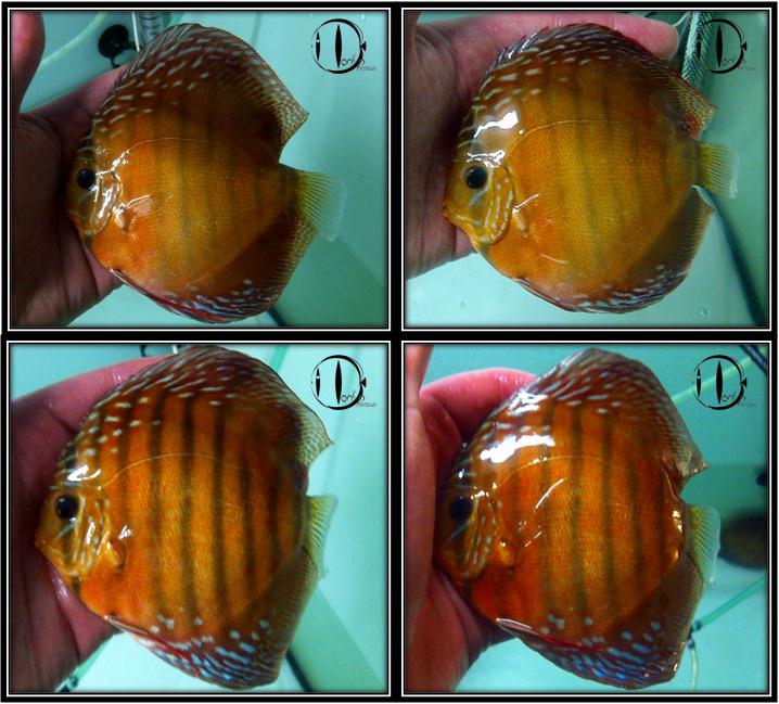 PONFEDISCUS: L.CRÍA TRR & ISR