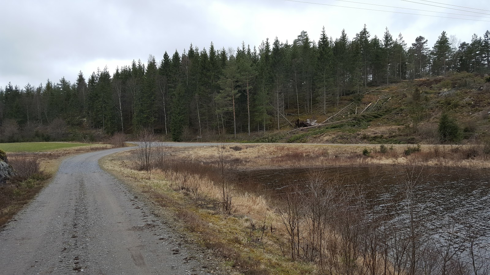 Cesar and The Woods: Cesar's Guide to The Ed Loop