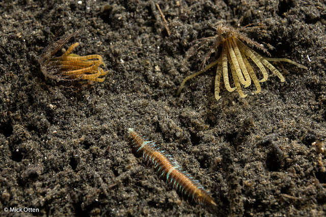 Mick's marine biology: Pherusa plumosa - a short study of the plume worm