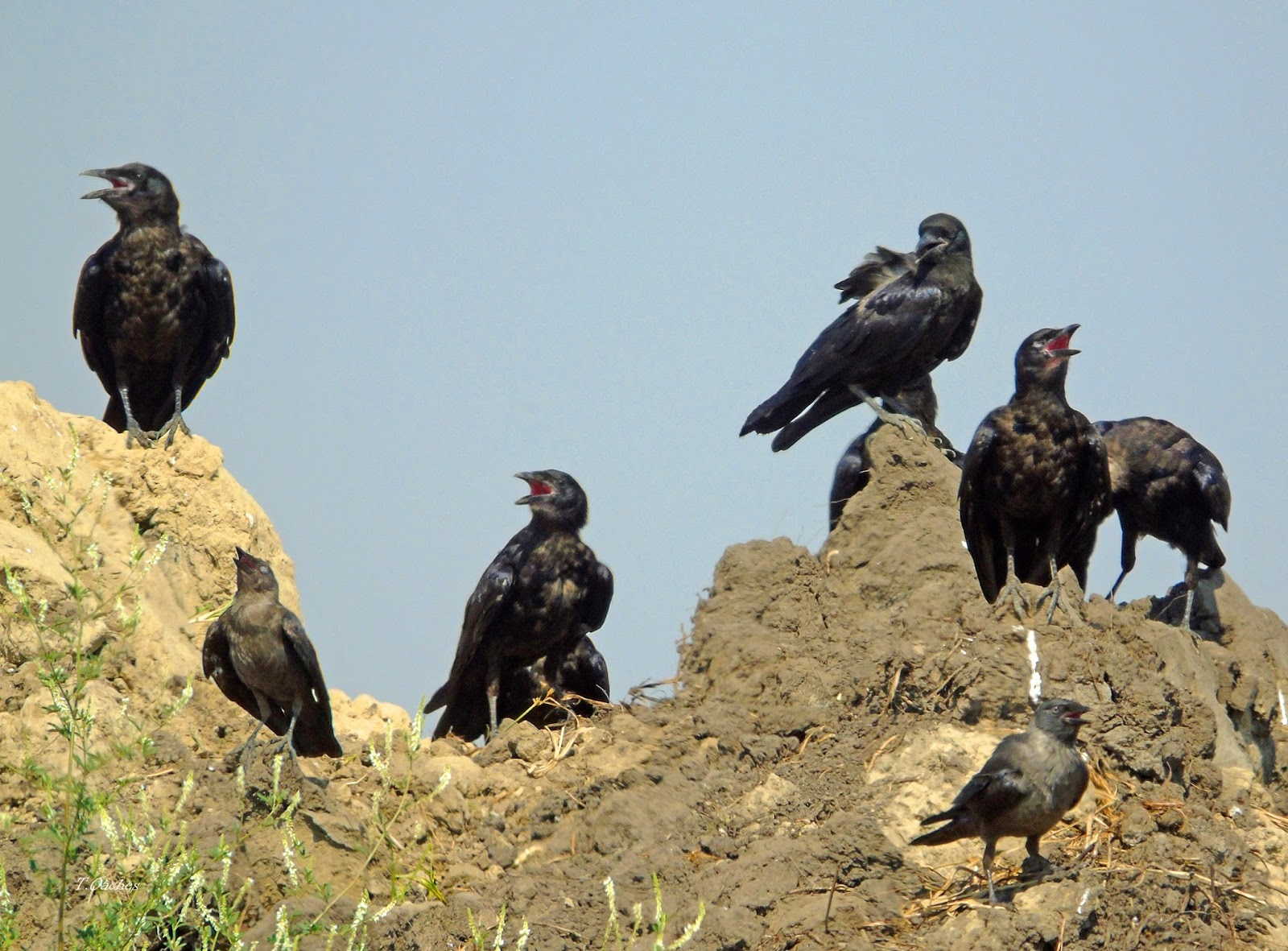 PASARI DIN ROMANIA: CIOARA DE SEMANATURA, Corvus frugilegus