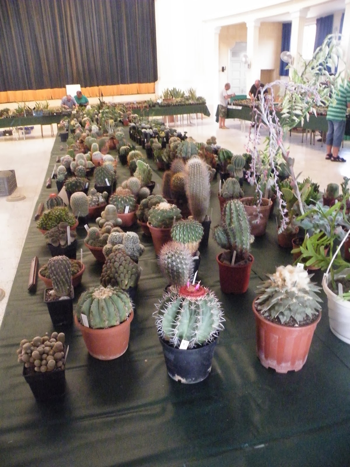 The cactus and Succulent Society of Malta