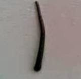 Hewan Kecil Penghisap Darah "Pacet"