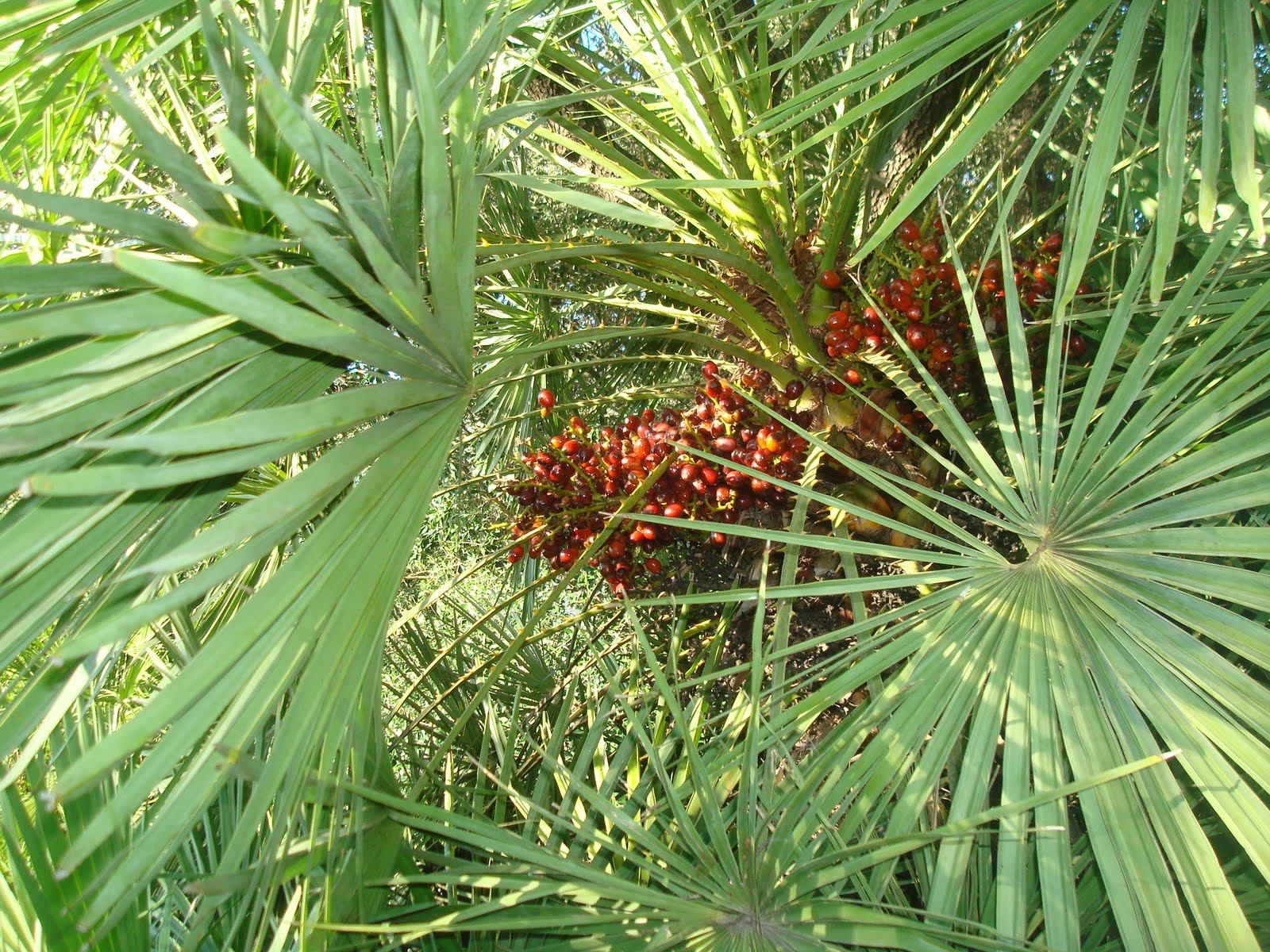 elarbolmiamigo-encinarosa: Chamaerops Humilis - Palmito - Palma enana ...
