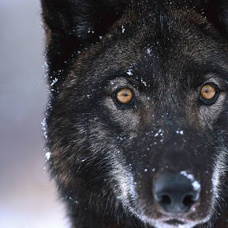 TRIBEWORK: January 2013