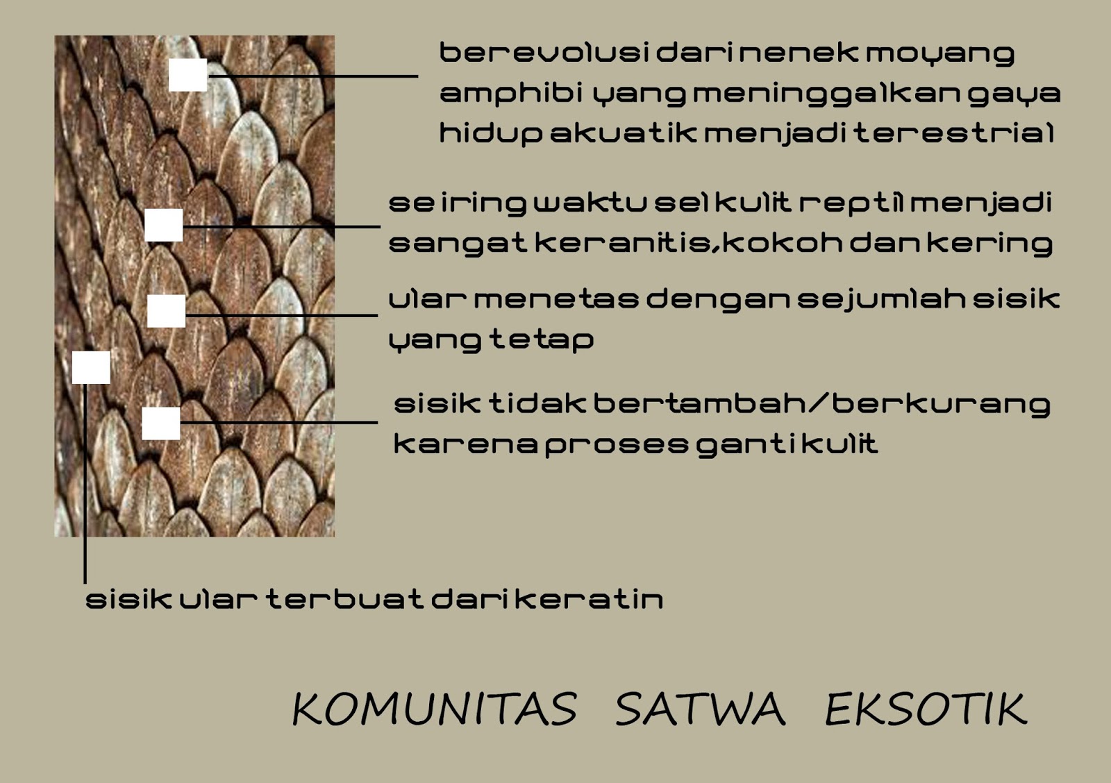 SISIK ULAR ( BAGIAN 2 )—EVOLUSI DAN MORPHOLOGI DARI SISIK ULAR ...