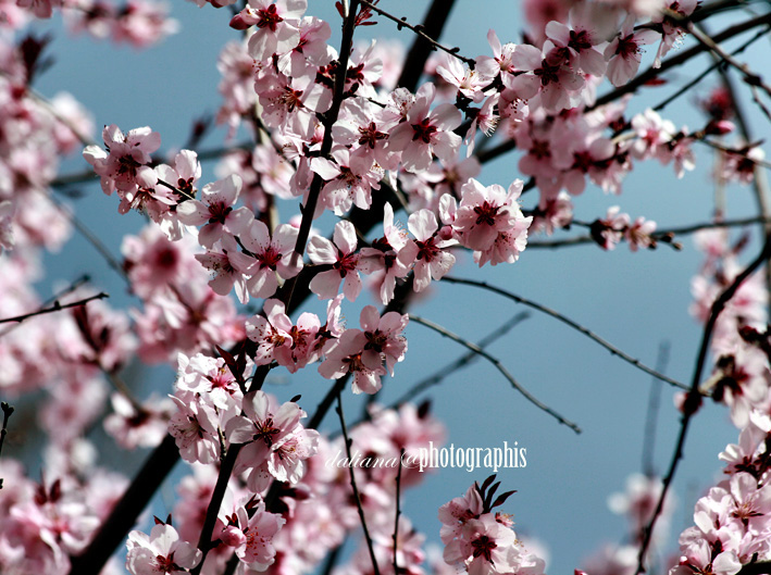 Photographis: Floriile - PALM SUNDAY