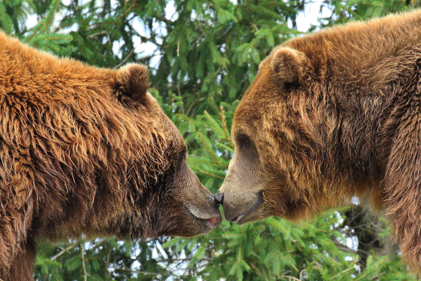 a critters eye view - photography by christopher d campbell: the ...