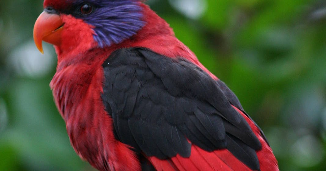 Rupa rupa burung - macam macam burung