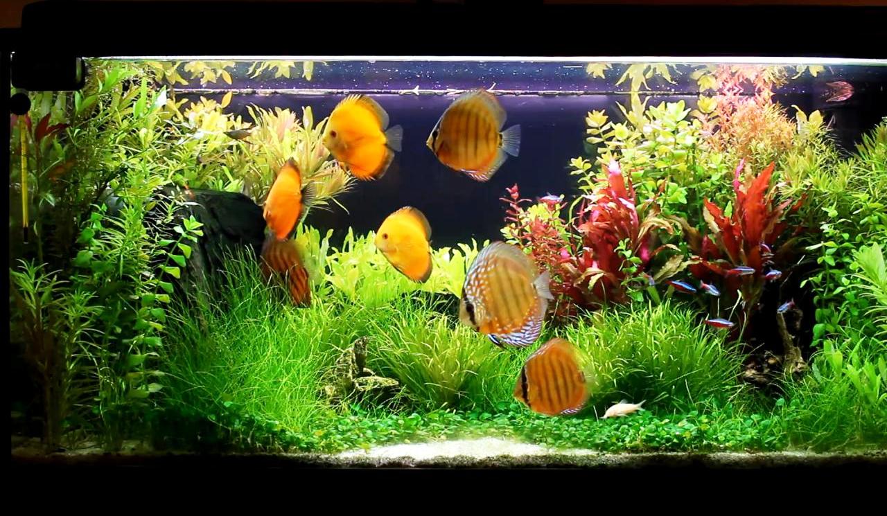 How to Start a Freshwater Aquarium - Part 1 - Feast Your Eyes