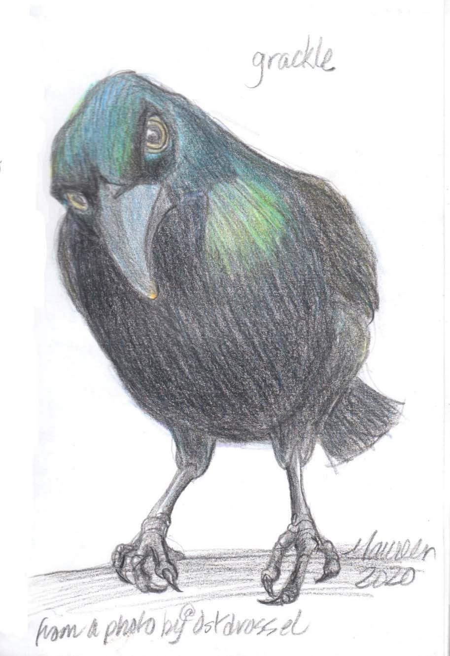 Maureen Hurley Art: Grackle drawings 6x9” stabilo, colored pencil