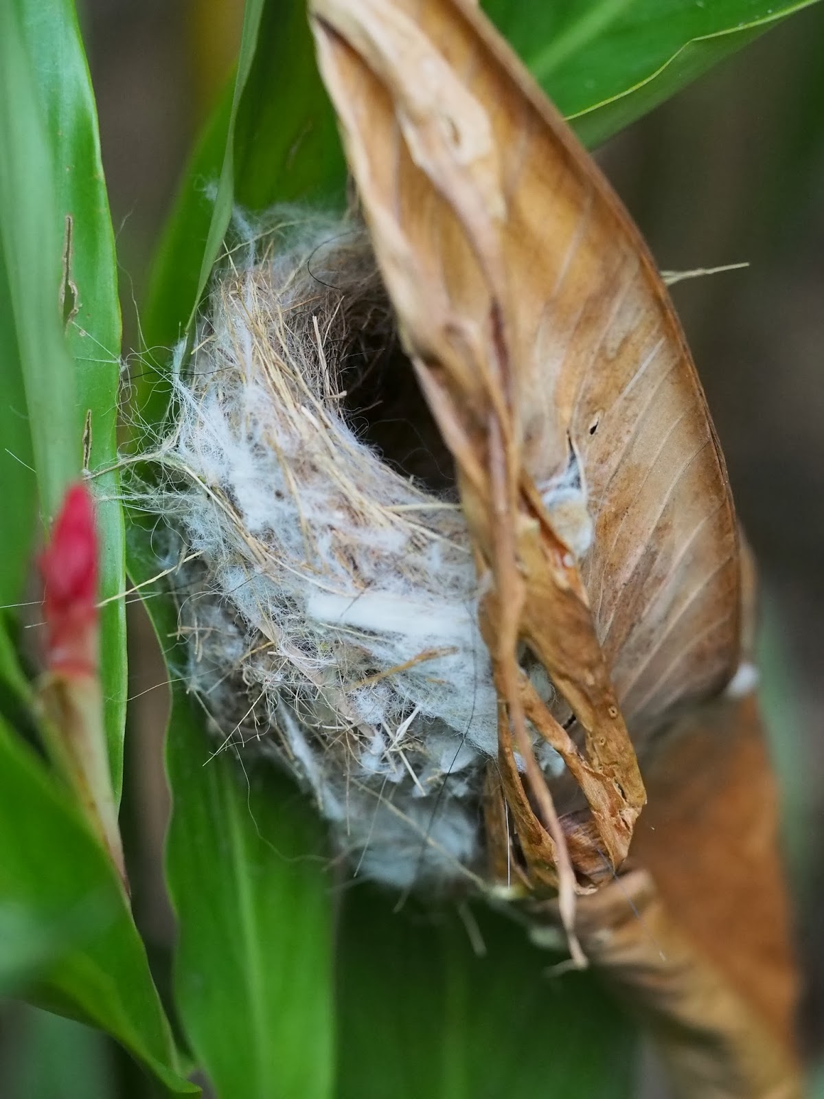 White-rumped Shama: Honeysucker in my garden