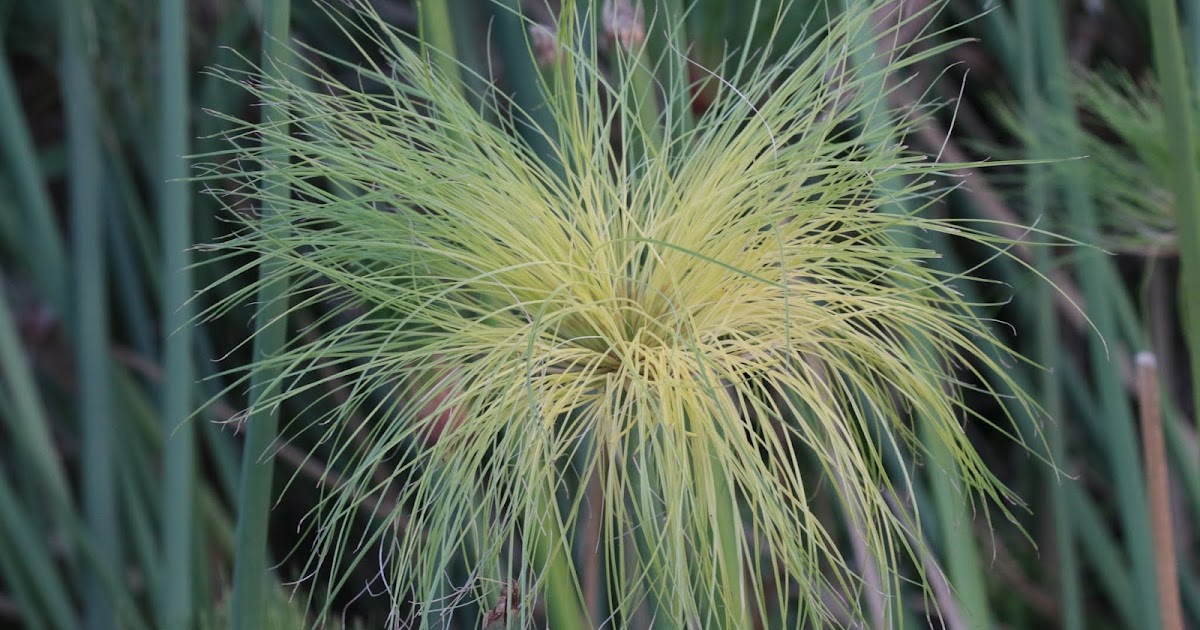 CYPERUS PAPYRUS, Cv. NANUS. papiro.