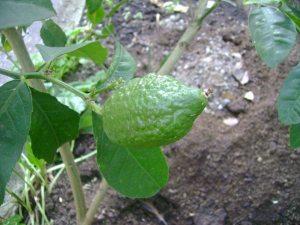 Las virtudes de la cidra | Diagnostico Medico