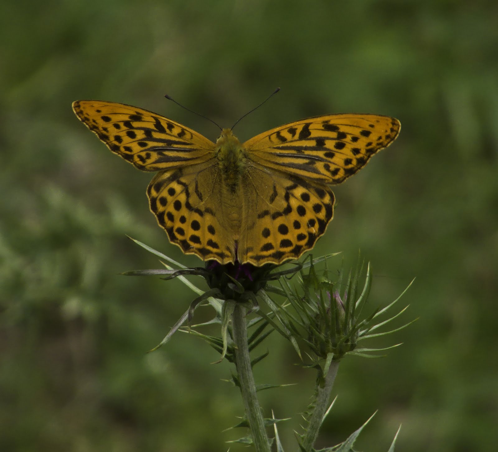 Art and Other Adventures with Narca: Silver-washed Fritillary