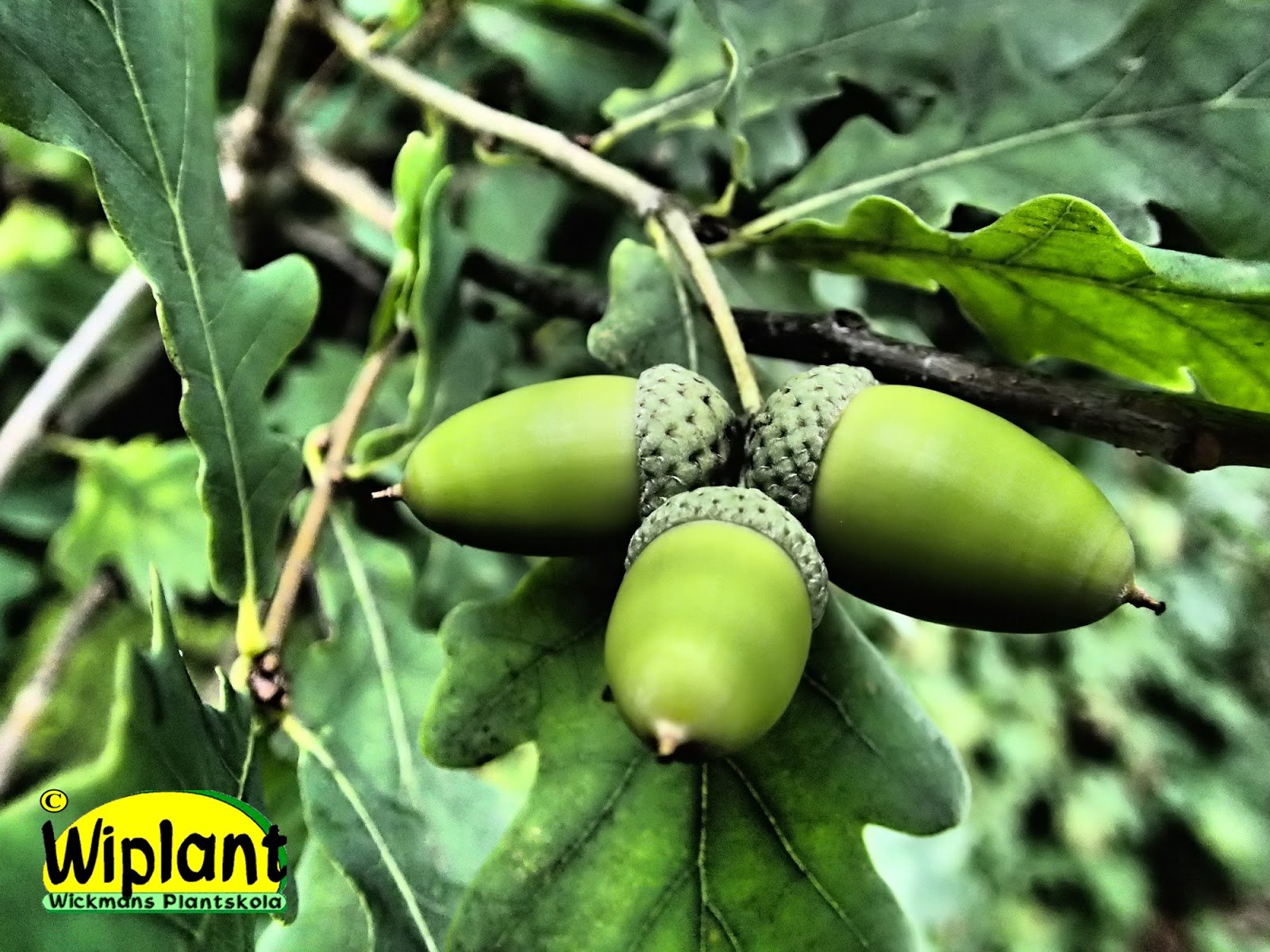 Sol och grönt: WIPLANT julkalendern lucka 12, Ekar