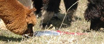 The Alpaca Birthing Process – Alpacas of Montana