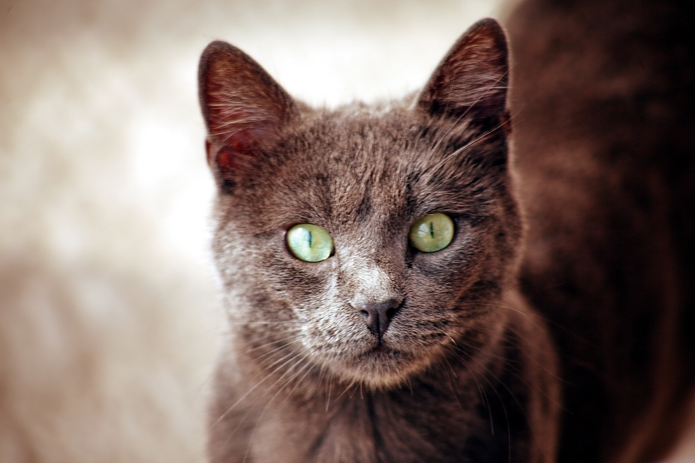 despre viata prin fotografie: despre pisici straine... sau pisica alba ...