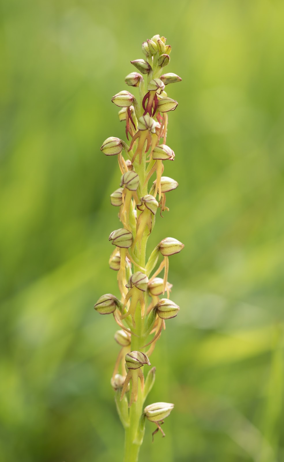 Pixie Birding: June 2017