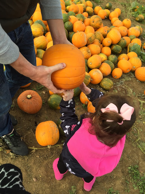 Bistro Becs and Family: Pumpkin Picking at The Pumpkin Patch, Basildon ...