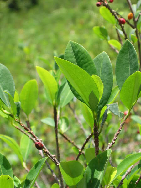 PLANTAS TOXICAS: COCA (COCAÍNA) - Erythroxylum coca.- Planta toxica - 161