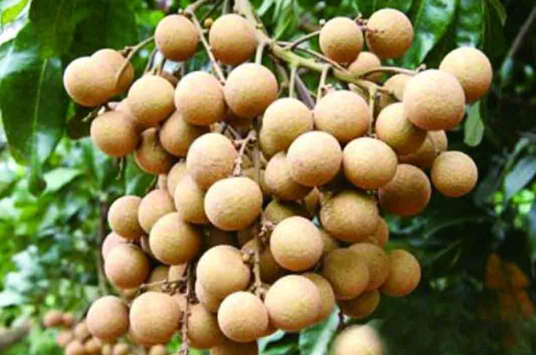 13 Amazing Benefits of Longan Fruits ~ kidbrooke