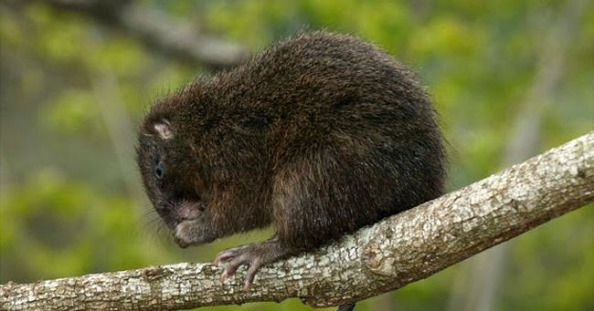 Jutía | Fauna Dominicana