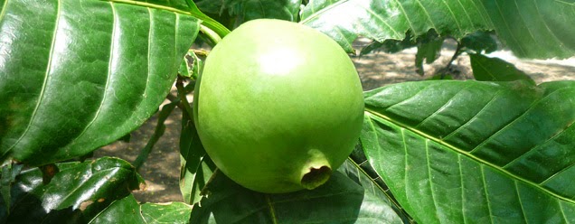 Borojo Natural Energy