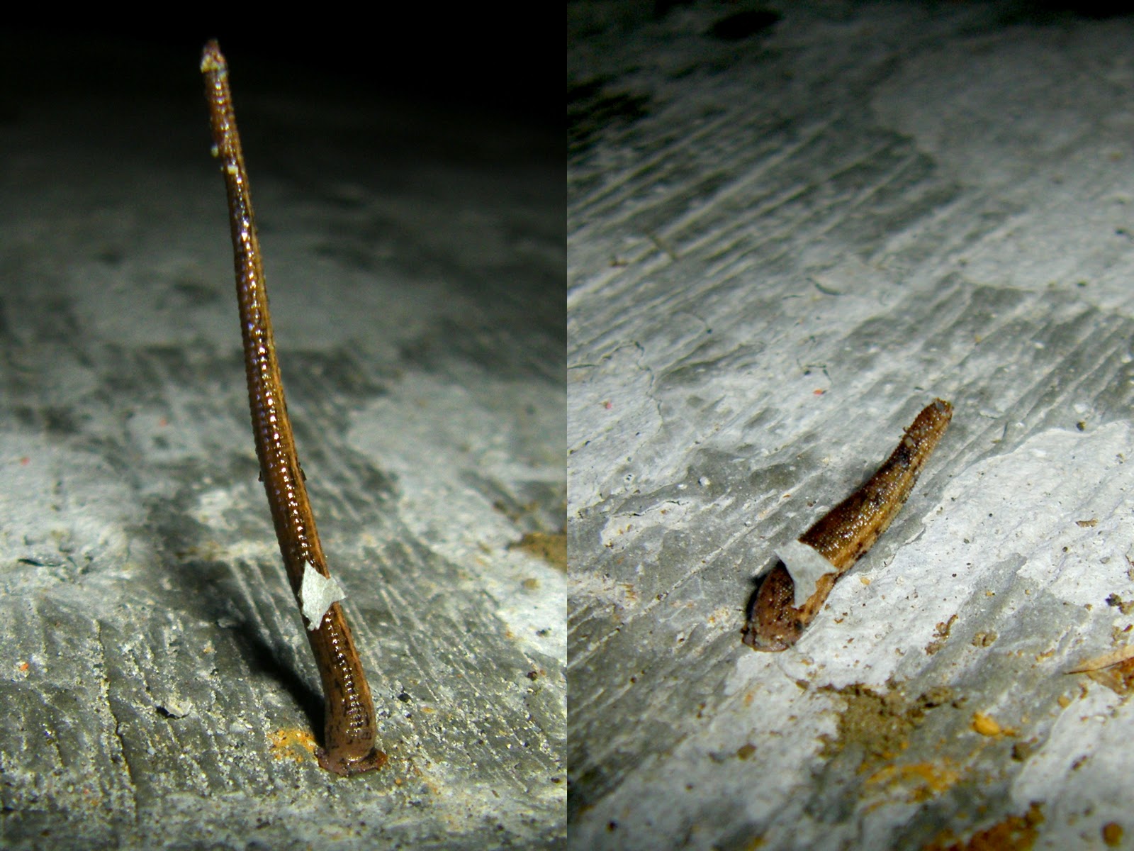 Fauna Photography Formosa: Ryukyu Land Leech (Taipei)