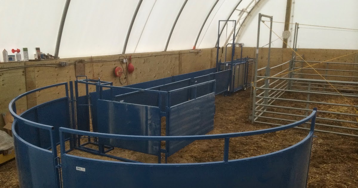 Living Sky Ranch: New Sheep Handling Equipment
