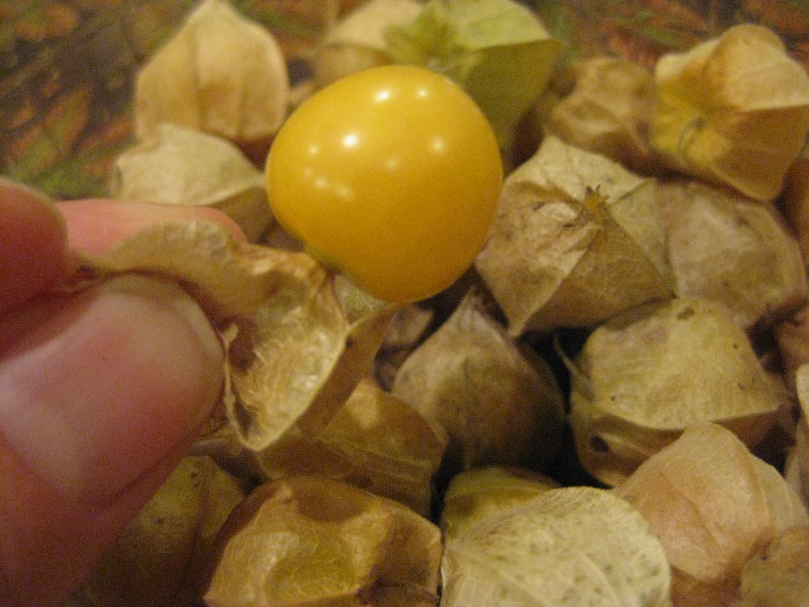 Sweet Peas and Pumpkins: Discovering Ground Cherries and Inside-Out ...