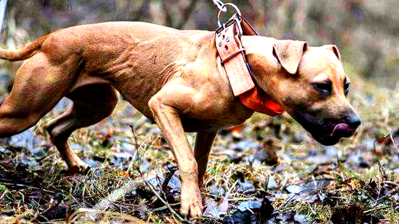 EADD TV / VIDEO CHANNEL: AMERICAN PITBULL TERRIER (El verdadero APBT ...