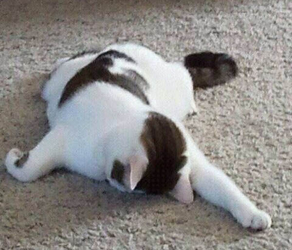 These Photos Prove Cats Are The Most Dramatic Animals In The World. (24 ...