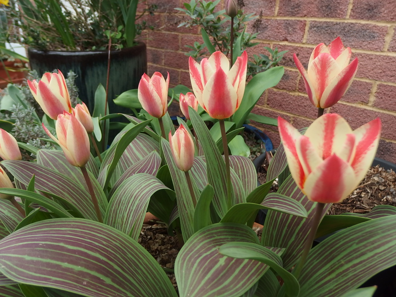 Write Away: #SpringNatureDiary