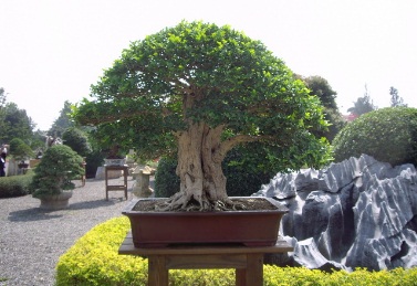 Galeri Gambar Bonsai Kemuning (Murraya Paniculata Wallpaper)